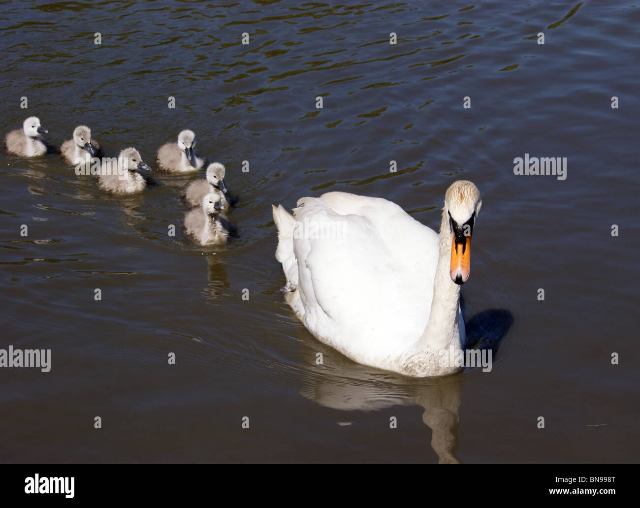 Six swans are swimming hi-res stock photography and images - Alamy