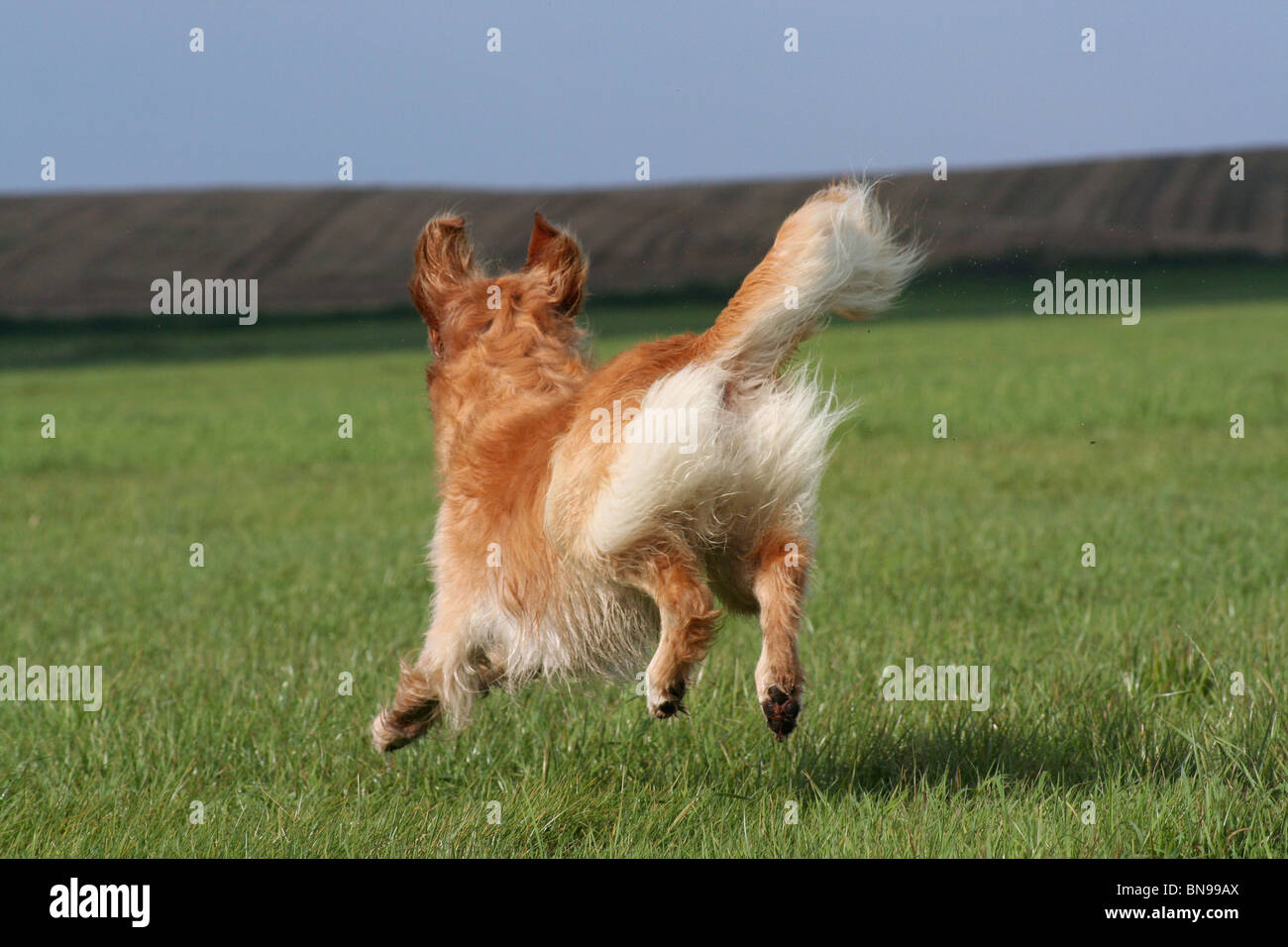 Golden retrievers running on hi-res stock photography and images - Alamy