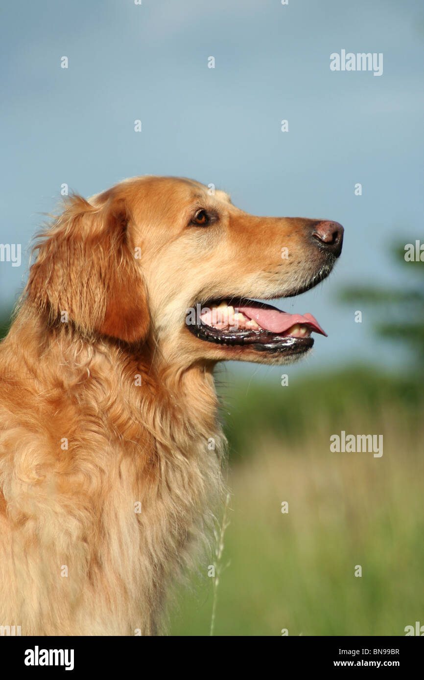 Golden Retriever Portrait Stock Photo - Alamy
