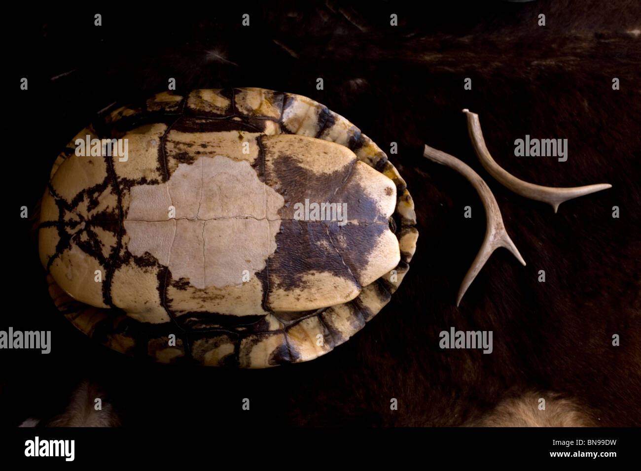 An ayotl, a Mesoamerican Pre-Hispanic musical instrument, made from a ...