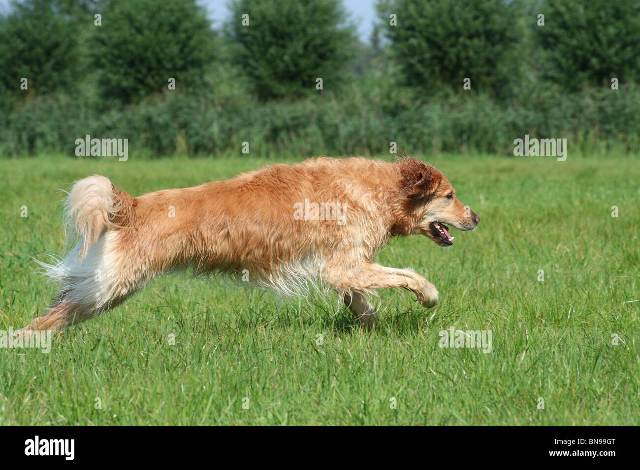running Golden Retriever Stock Photo - Alamy