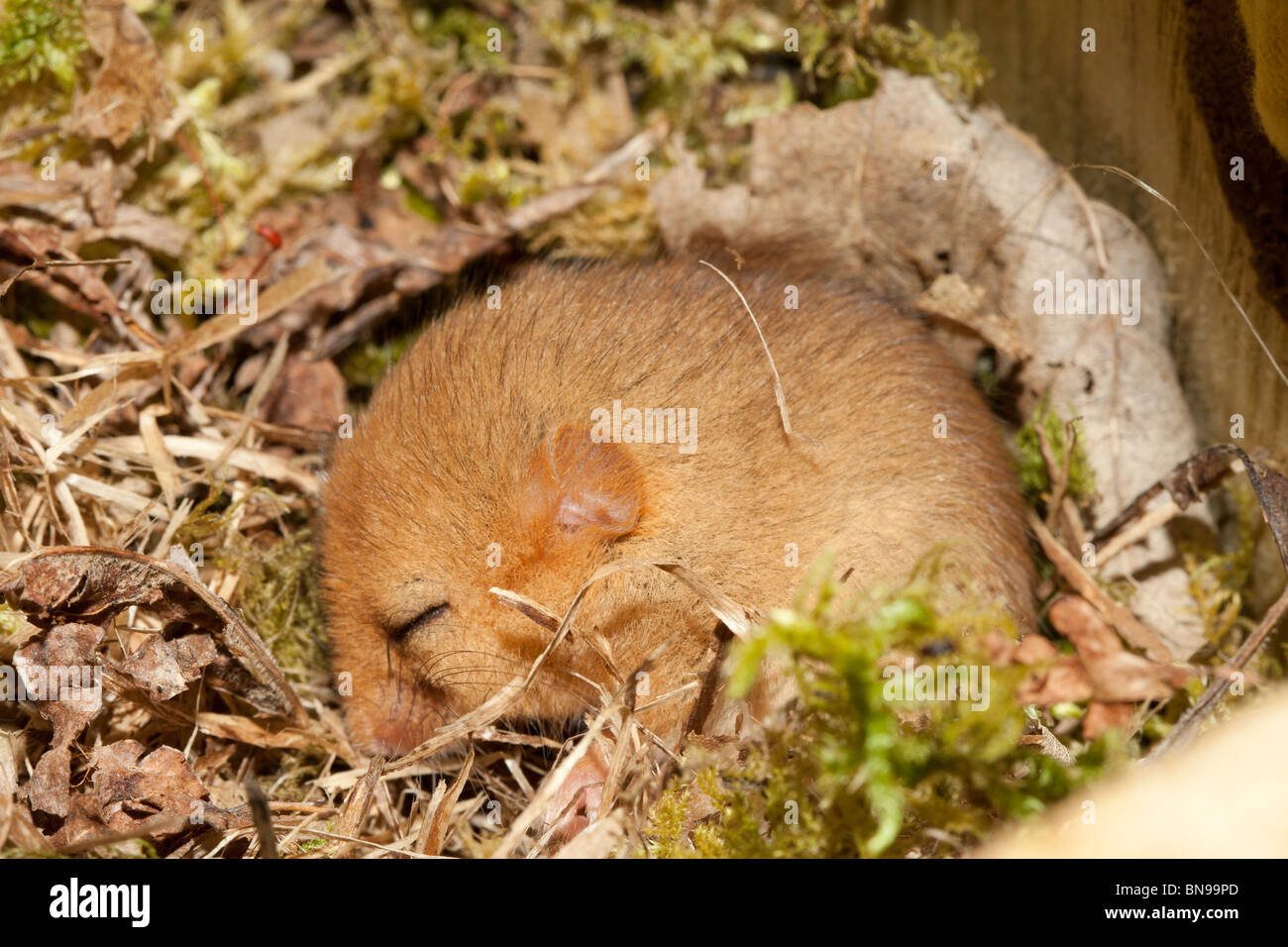 Torpid dormouse in nestbox, near Ruthin, North Wales Stock Photo - Alamy