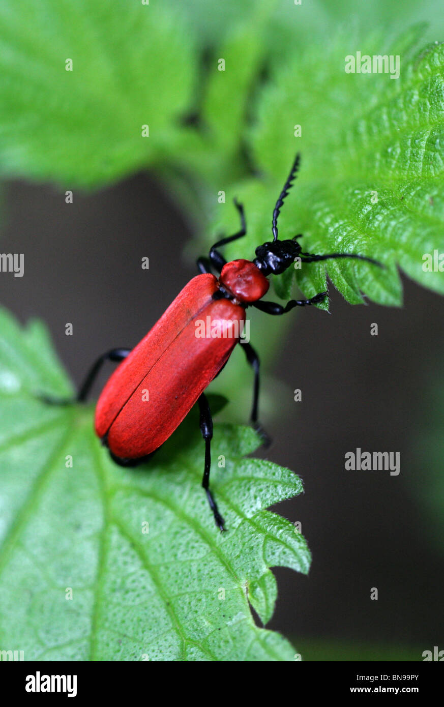 Fire Beetle High Resolution Stock Photography and Images - Alamy