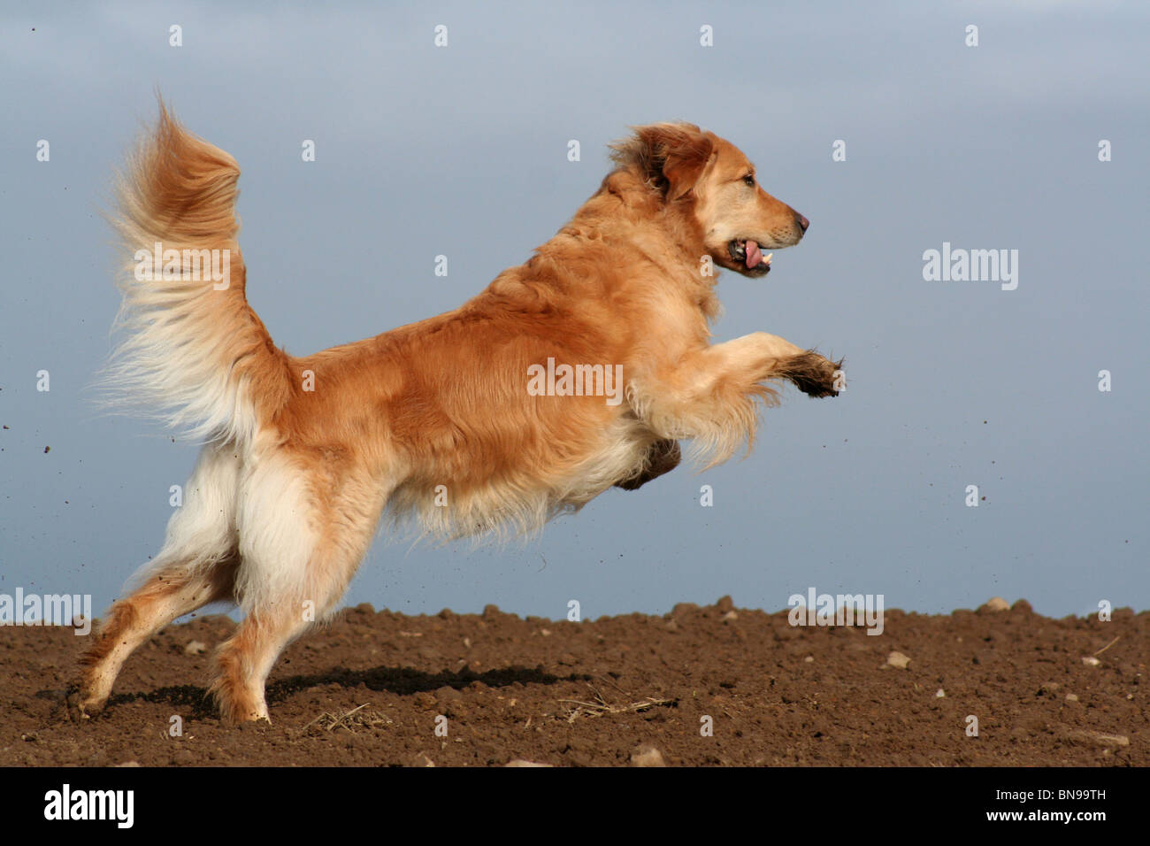running Golden Retriever Stock Photo - Alamy