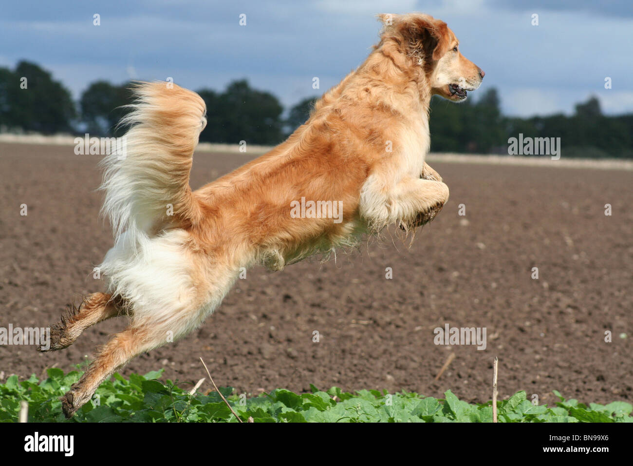 running Golden Retriever Stock Photo - Alamy