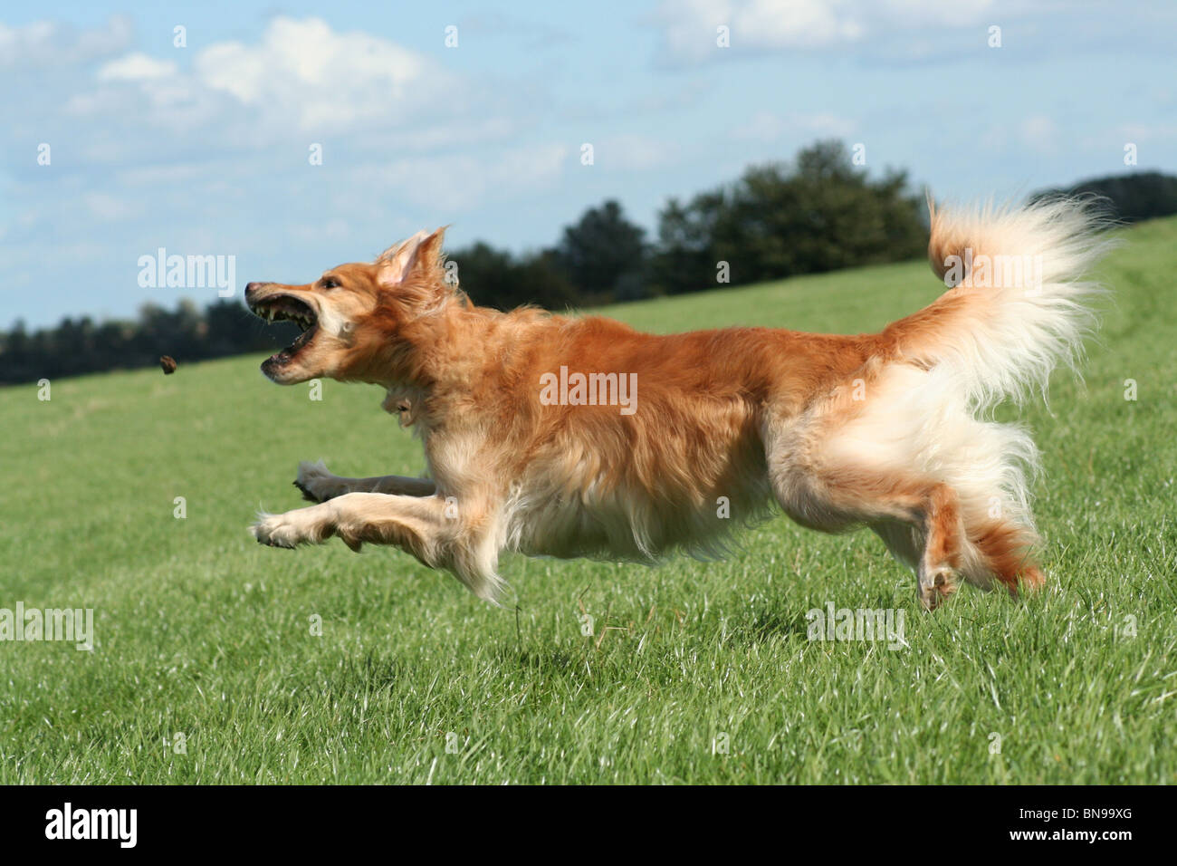 running Golden Retriever Stock Photo - Alamy