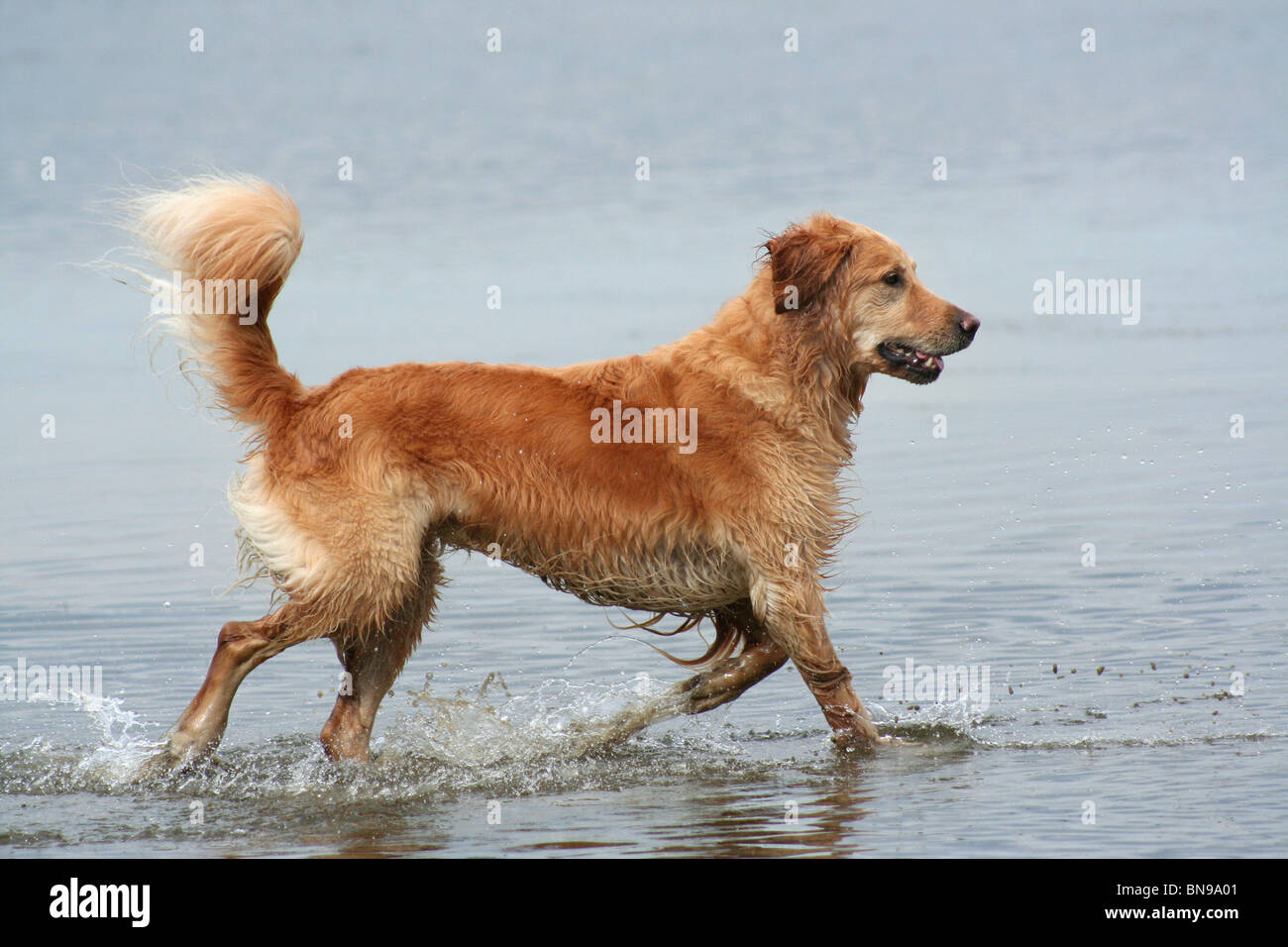 Golden Retriever Side Profile High Resolution Stock Photography and ...