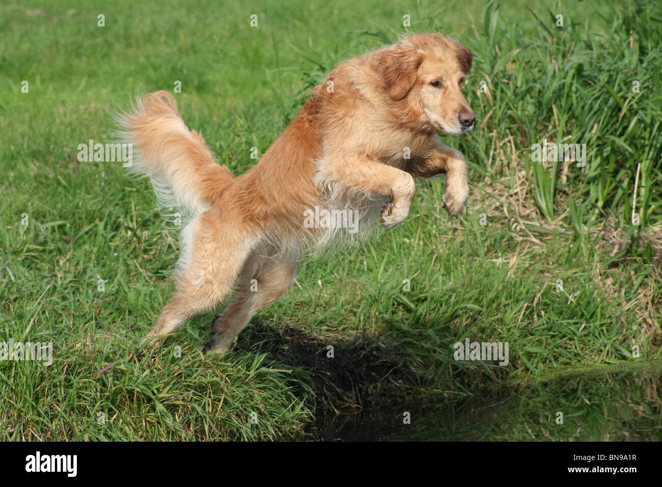 running Golden Retriever Stock Photo - Alamy
