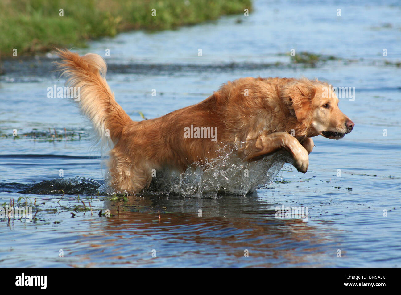 Golden Retriever Side Profile High Resolution Stock Photography and ...