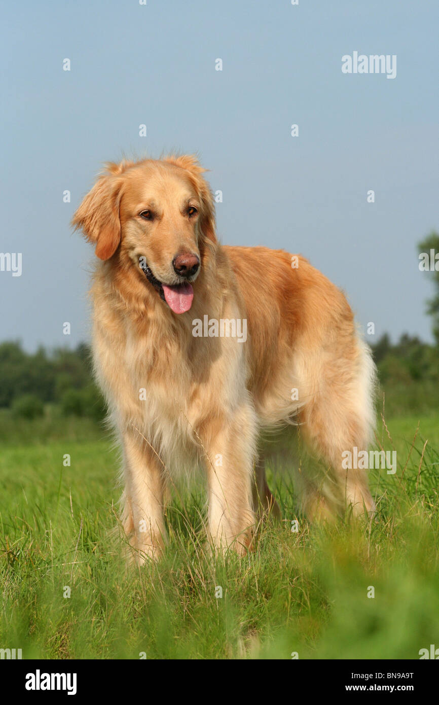 standing Golden Retriever Stock Photo - Alamy