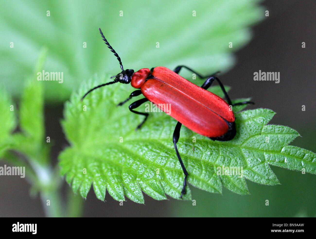 Cardinal Beetle or Scarlet Fire Beetle, Pyrochroa coccinea ...