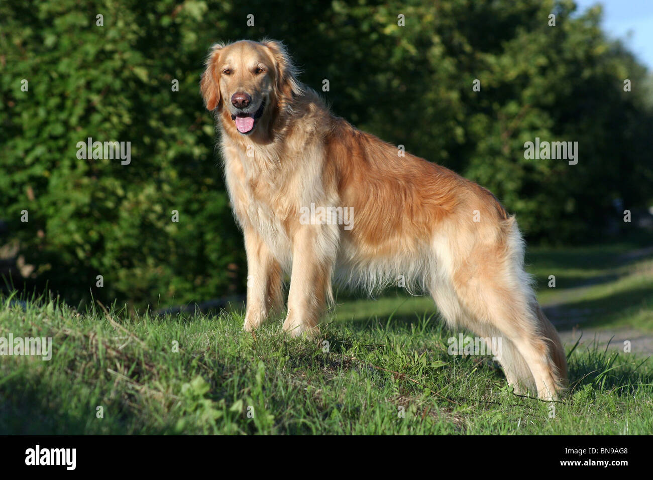 standing Golden Retriever Stock Photo - Alamy