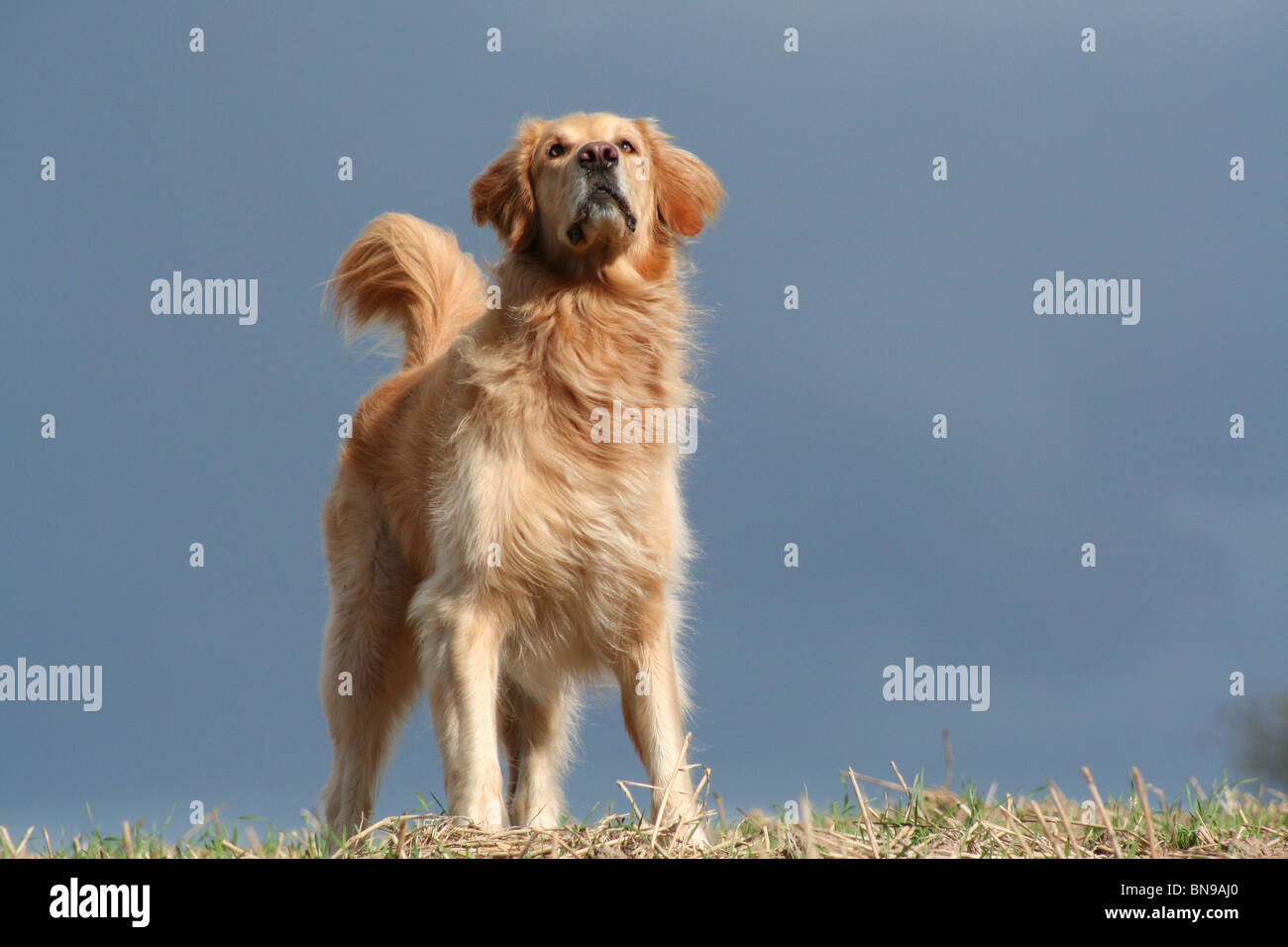 standing Golden Retriever Stock Photo - Alamy