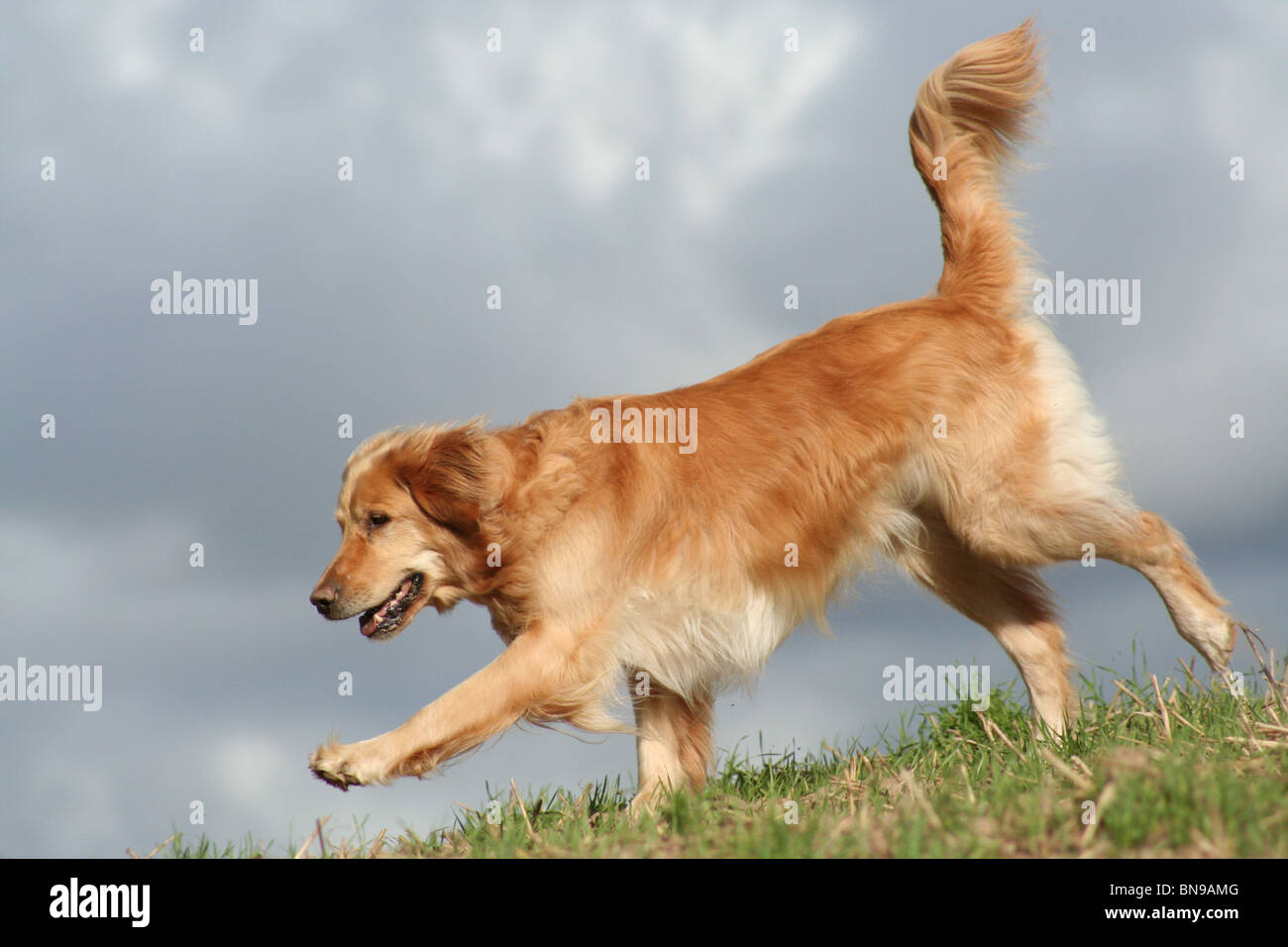 Galloping golden retriever hi-res stock photography and images - Alamy