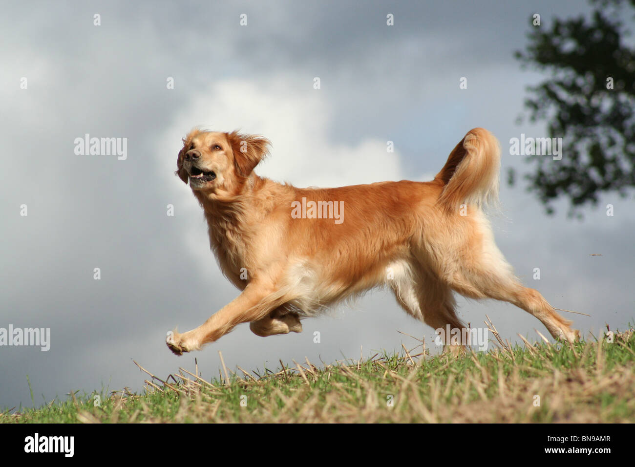 running Golden Retriever Stock Photo - Alamy
