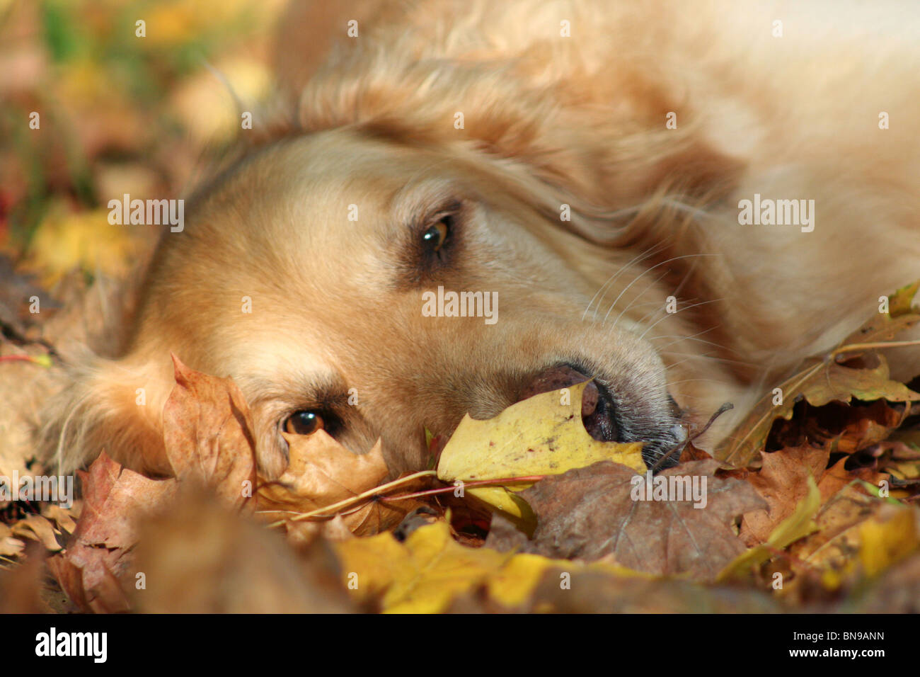 Dog golden retriever resting outside hi-res stock photography and ...