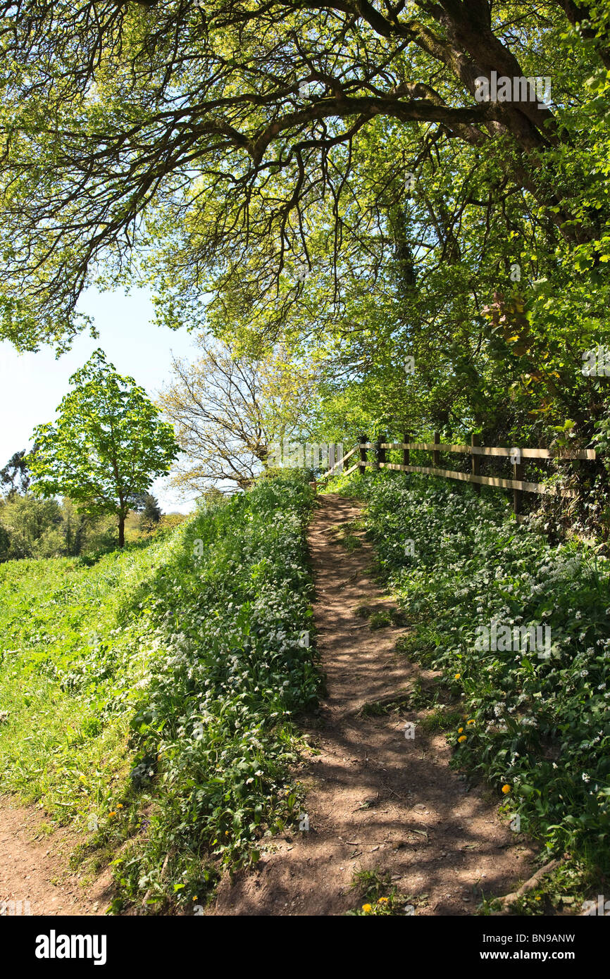 Woodland walk with shadows of trees on path, leafy dappled light Stock ...