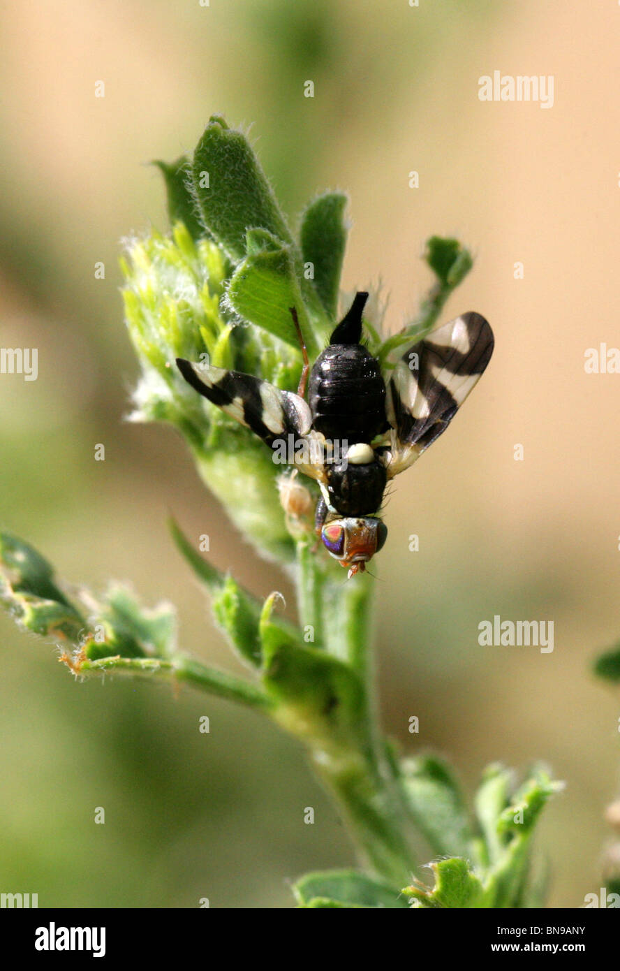 Canada Thistle Gall Fly, Urophora cardui, Tephritidae, Diptera Stock ...