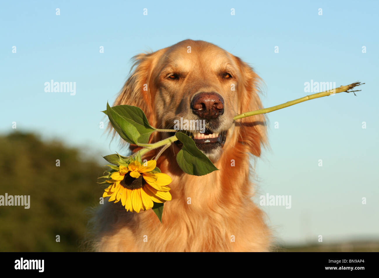 Golden Retriever with sunflower Stock Photo - Alamy