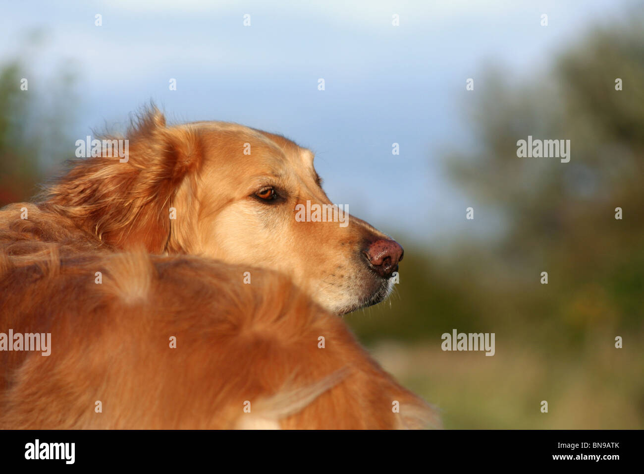 Golden Retriever Side Profile High Resolution Stock Photography and ...