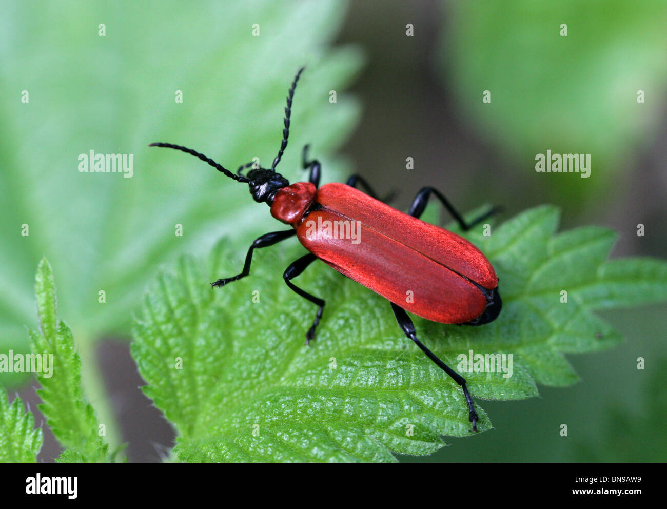Pyrochroa coccinea beetle hi-res stock photography and images - Alamy