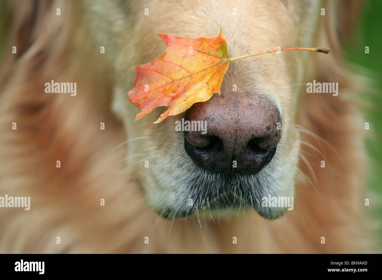 Dog nostrils hi-res stock photography and images - Alamy