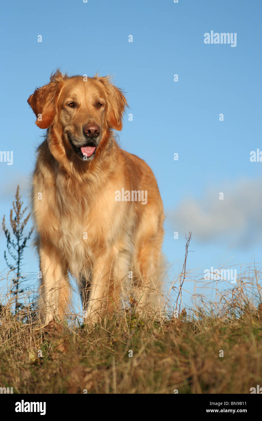 standing Golden Retriever Stock Photo - Alamy