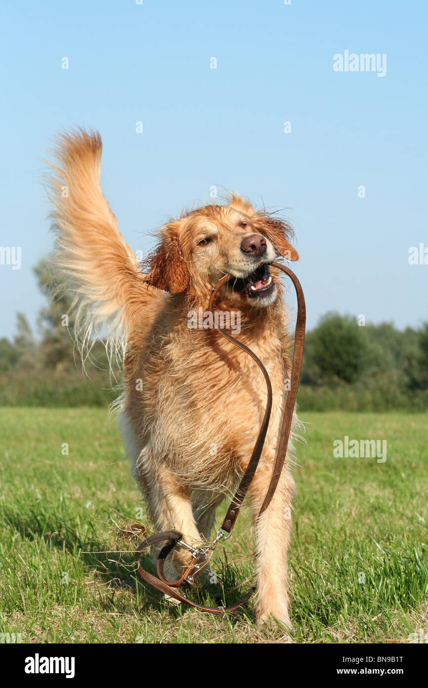 playing Golden Retriever Stock Photo - Alamy