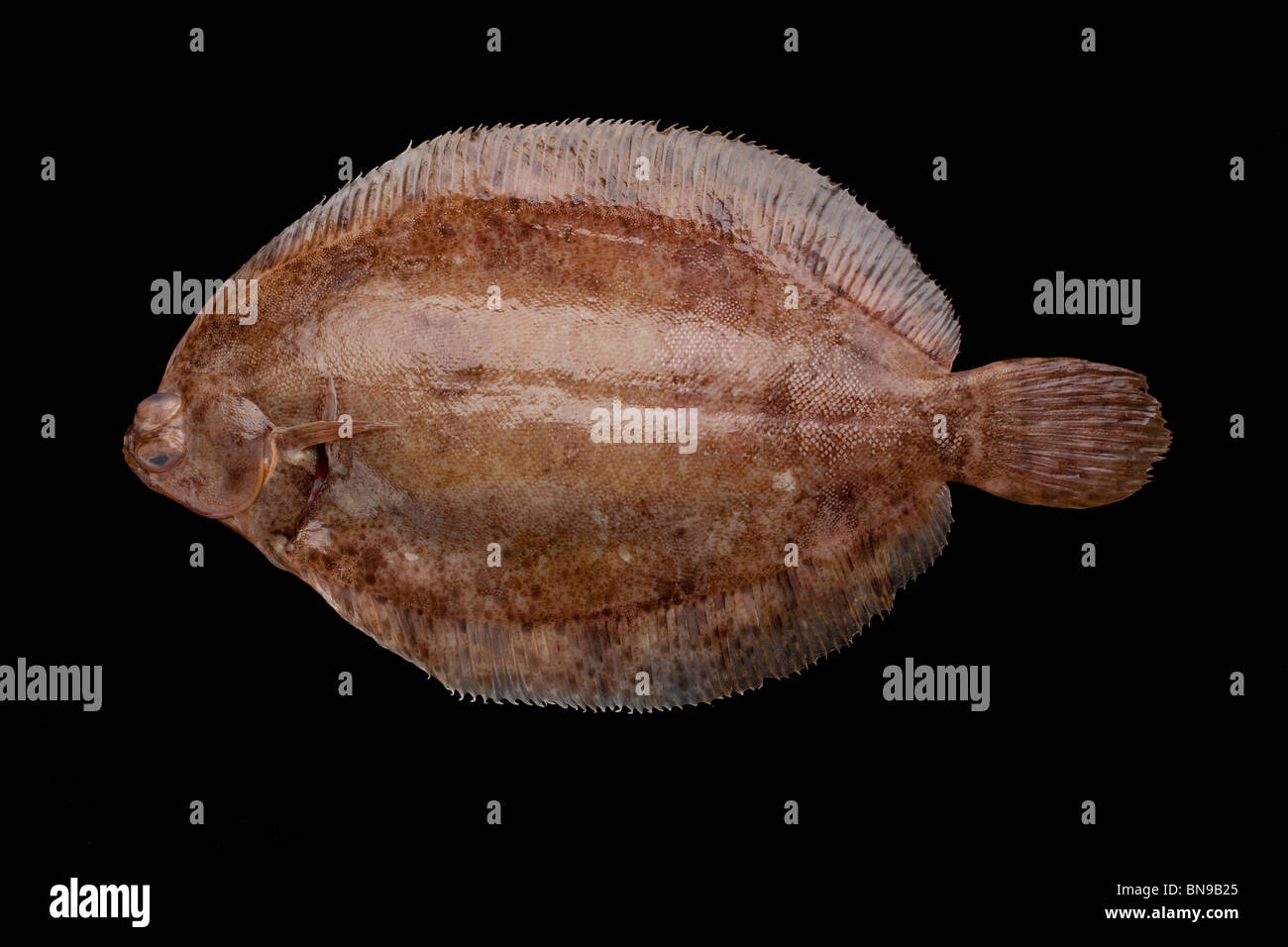 Sole fish hi-res stock photography and images - Alamy