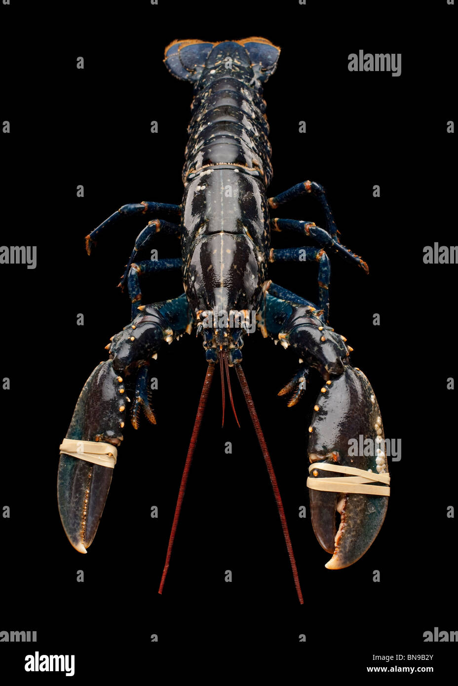 Fishmonger nutritious food seawater animal edible invertebrate ...