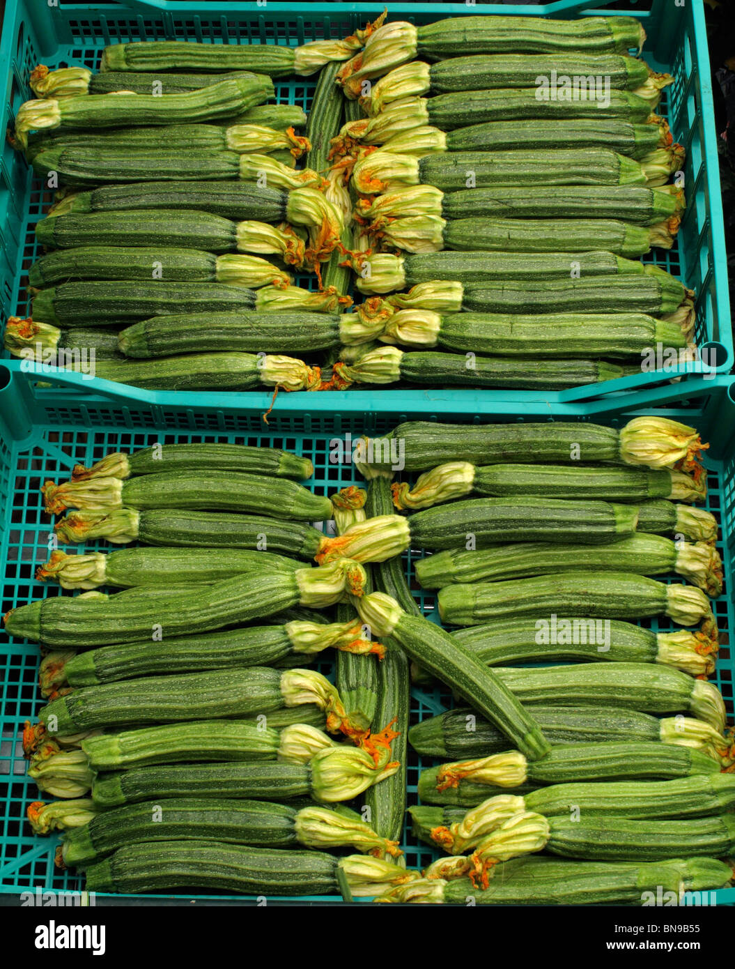 Baby courgettes with flowers hi-res stock photography and images - Alamy