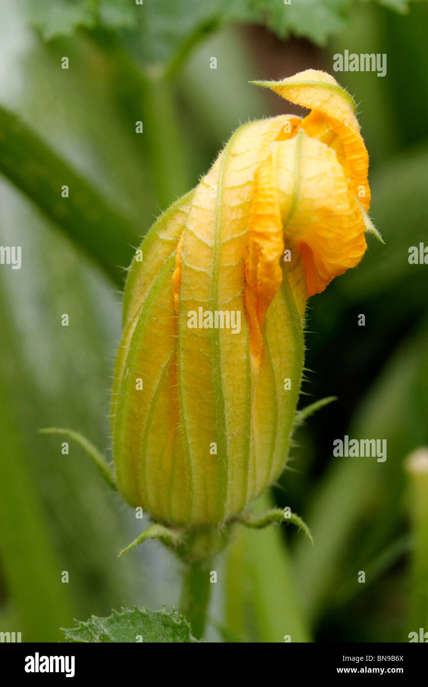 Courgettes flower hi-res stock photography and images - Alamy