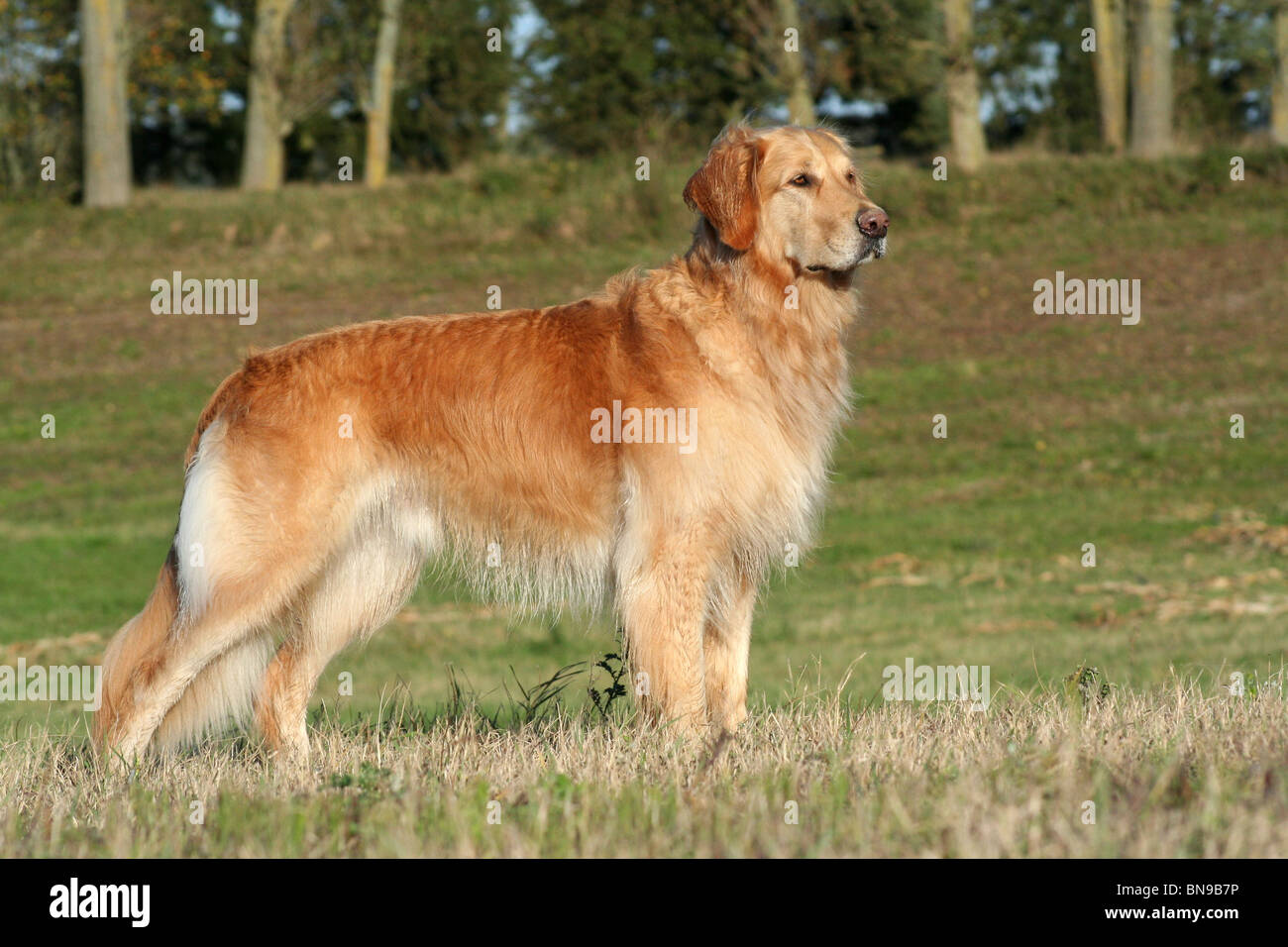standing Golden Retriever Stock Photo - Alamy