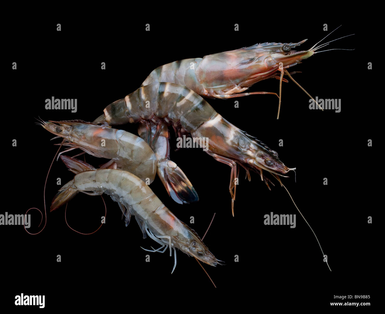 Fresh tiger prawns (Penaeus monodon), a marine crustacean widely reared ...