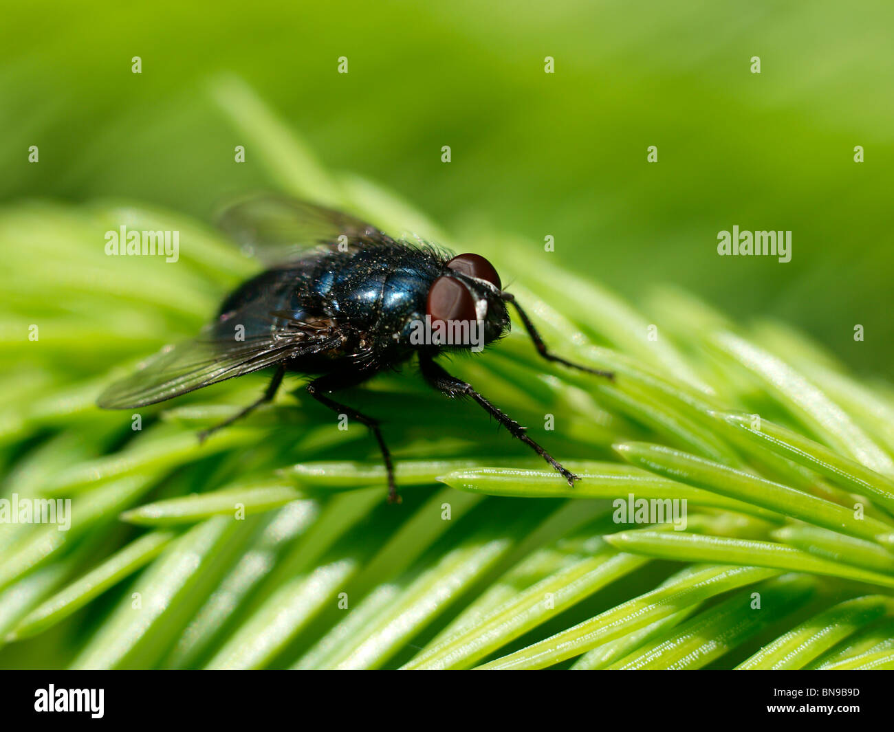The sitting fly Stock Photo - Alamy