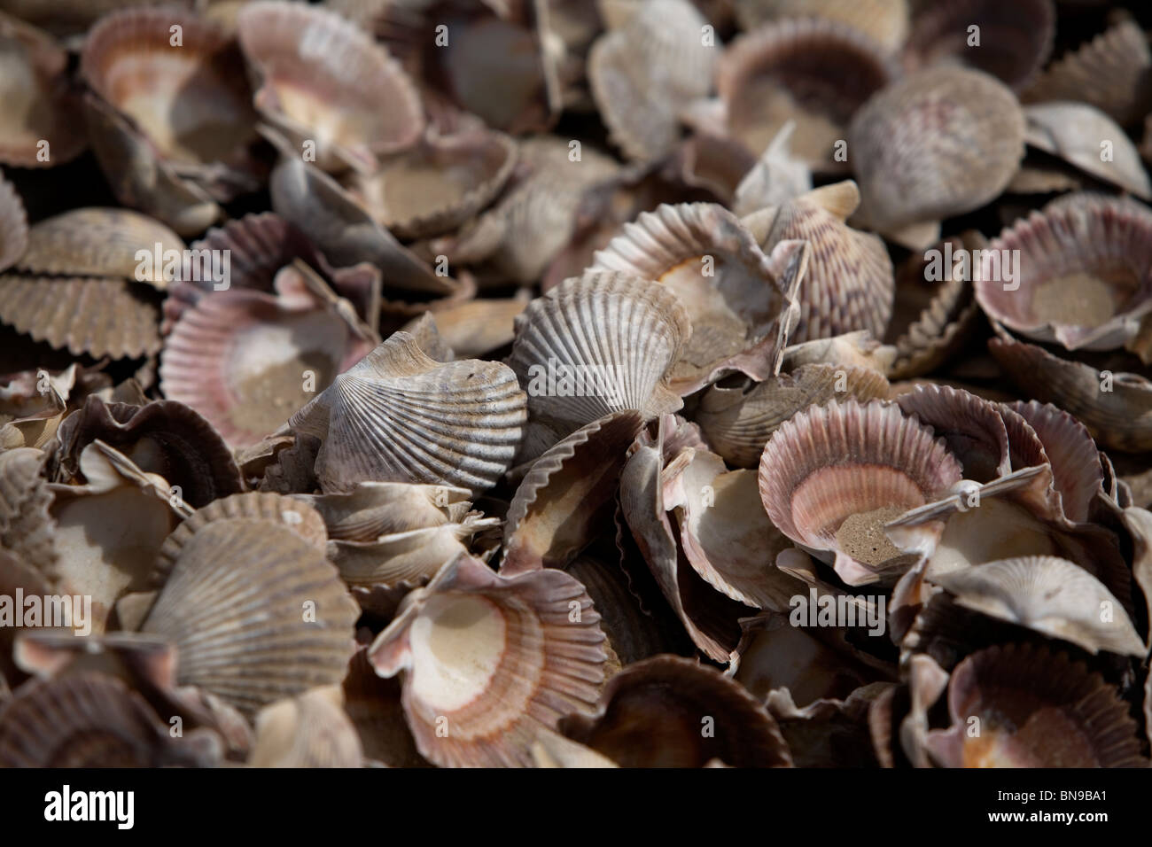 Clam shells in Ojo de Liebre Lagoon near the town of Guerrero Negro in ...