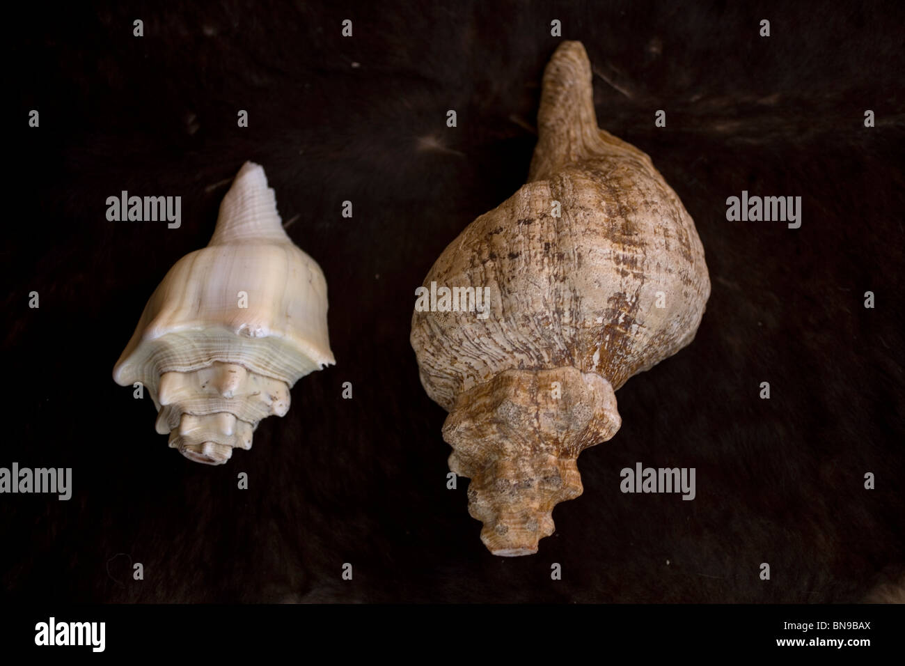 Nuevo leon mexico musical instruments hi-res stock photography and ...