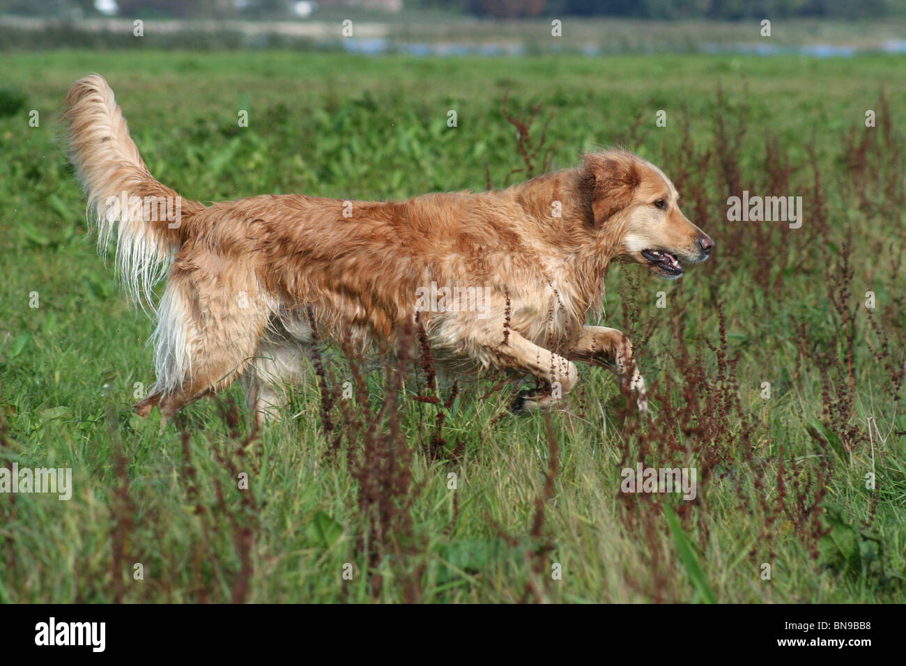 Galloping golden retriever hi-res stock photography and images - Alamy