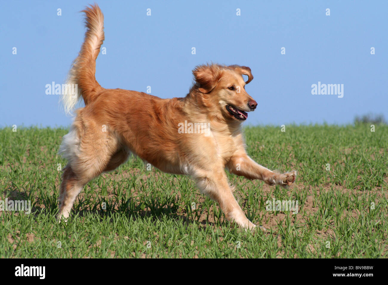 running Golden Retriever Stock Photo - Alamy