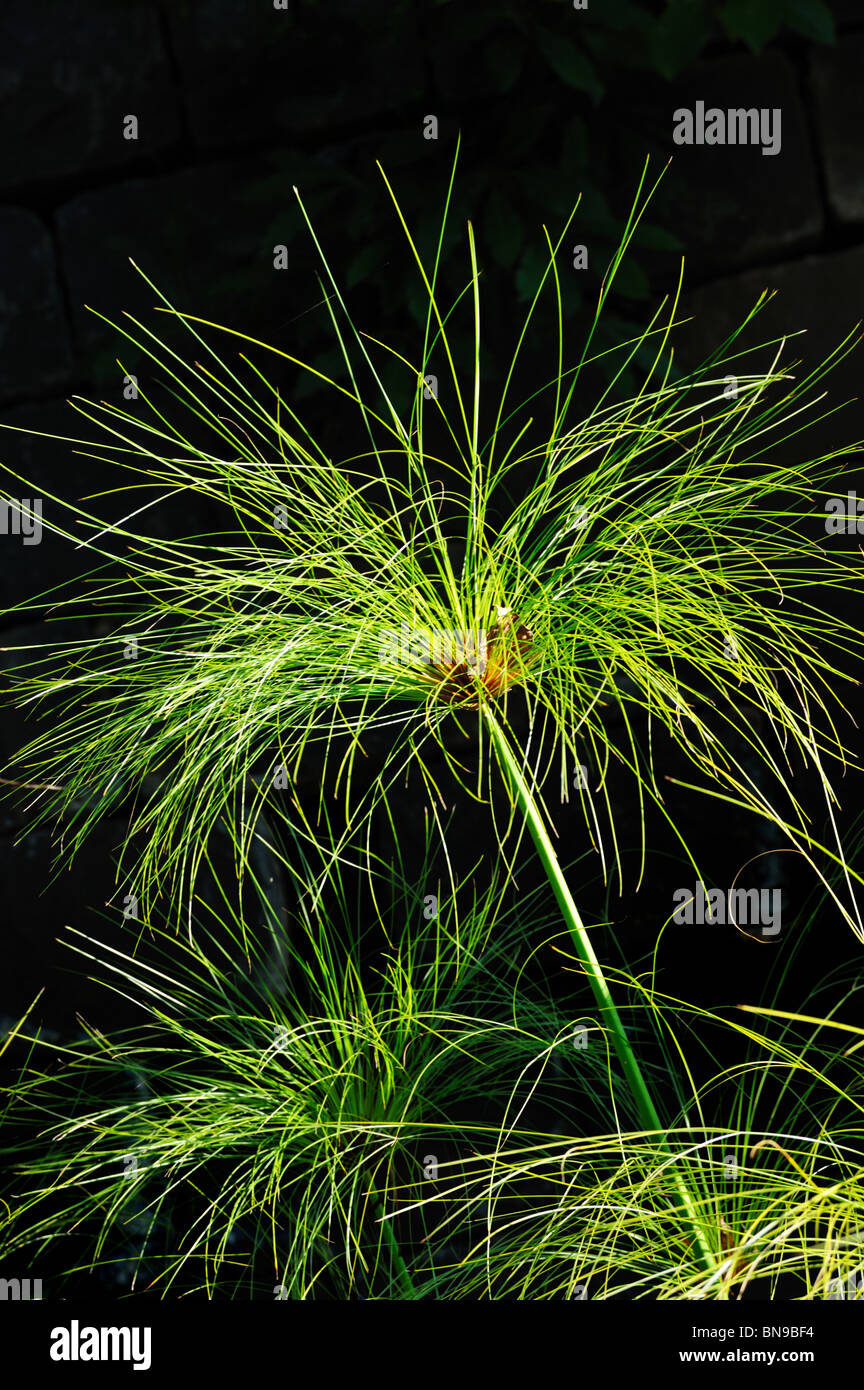 Papyrus cyperus swamp in hi-res stock photography and images - Alamy