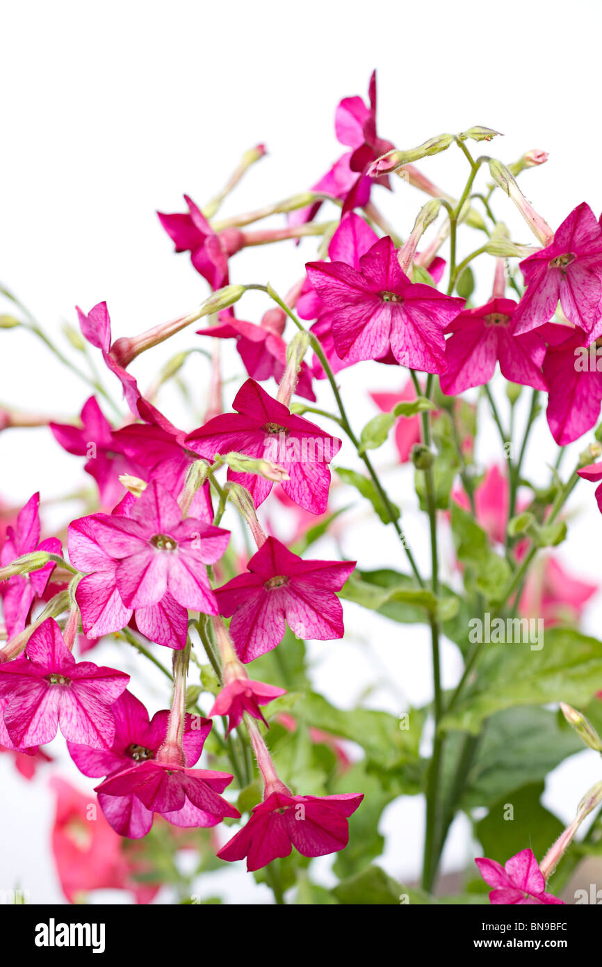 Nicotiana Tabacum Flower