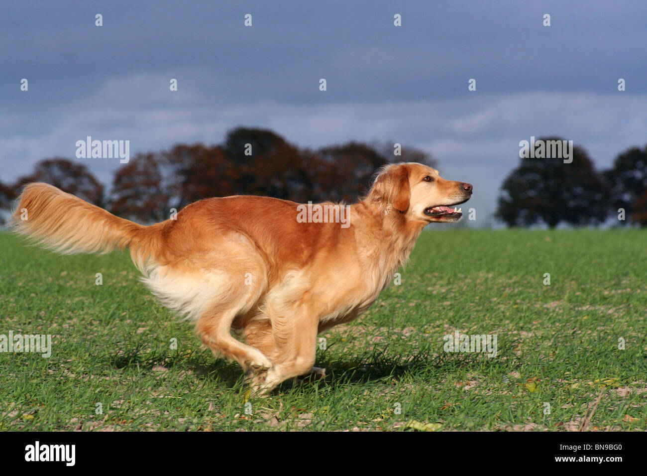 running Golden Retriever Stock Photo - Alamy