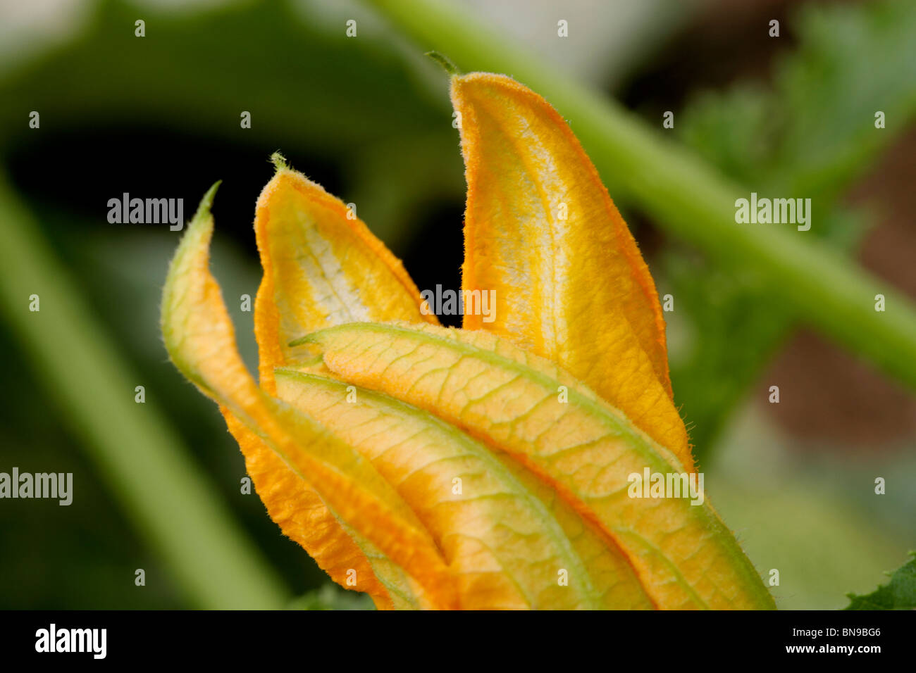 Baby courgettes with flowers hi-res stock photography and images - Alamy