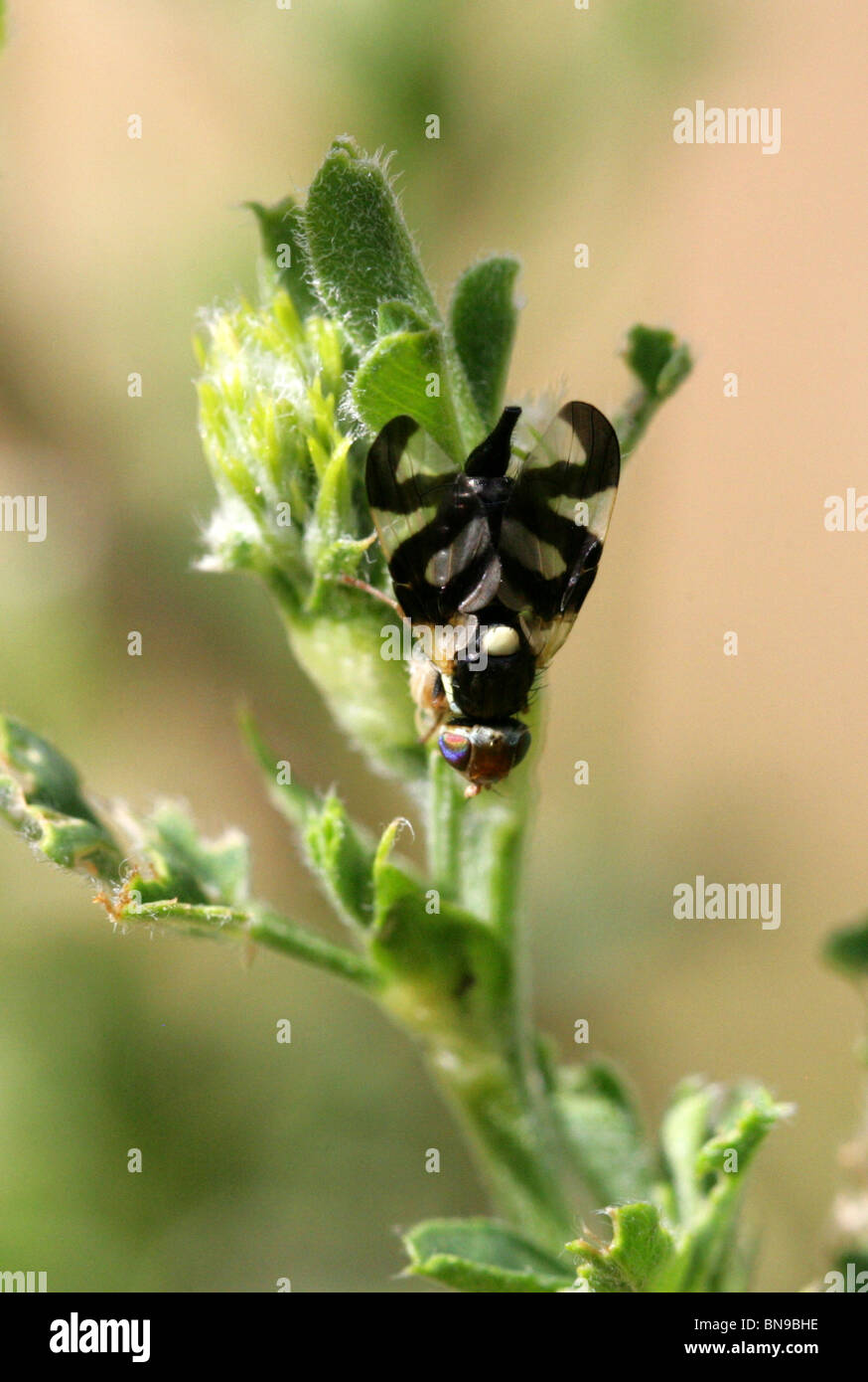 Gall flies hi-res stock photography and images - Alamy