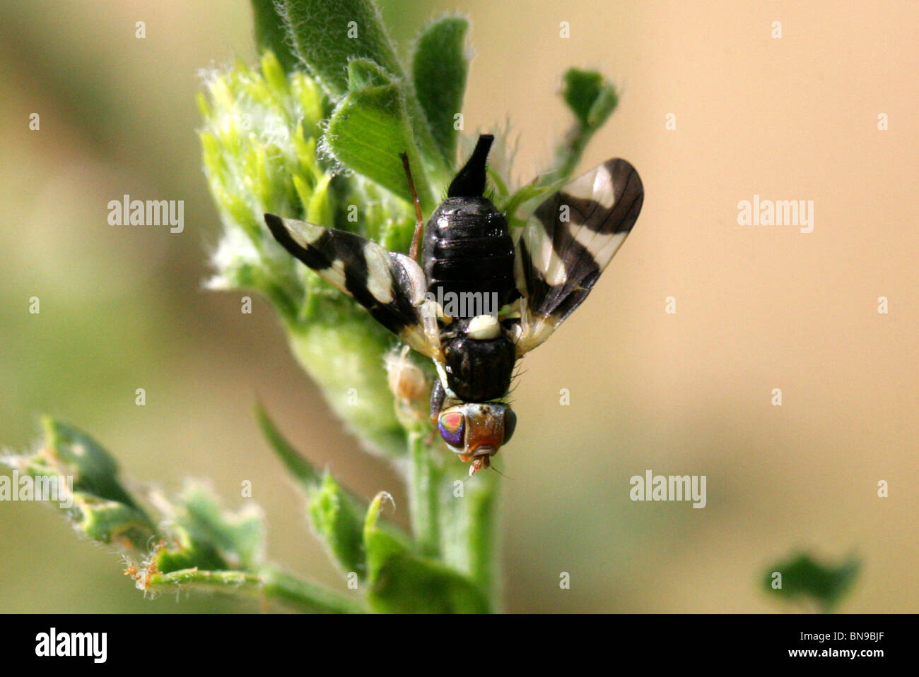 Thistle gall fly urophora cardui hi-res stock photography and images ...