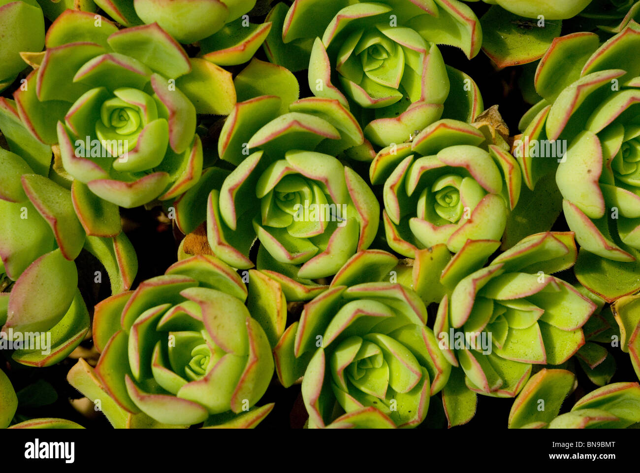 Cactus "Hen and Chicks Stock Photo - Alamy