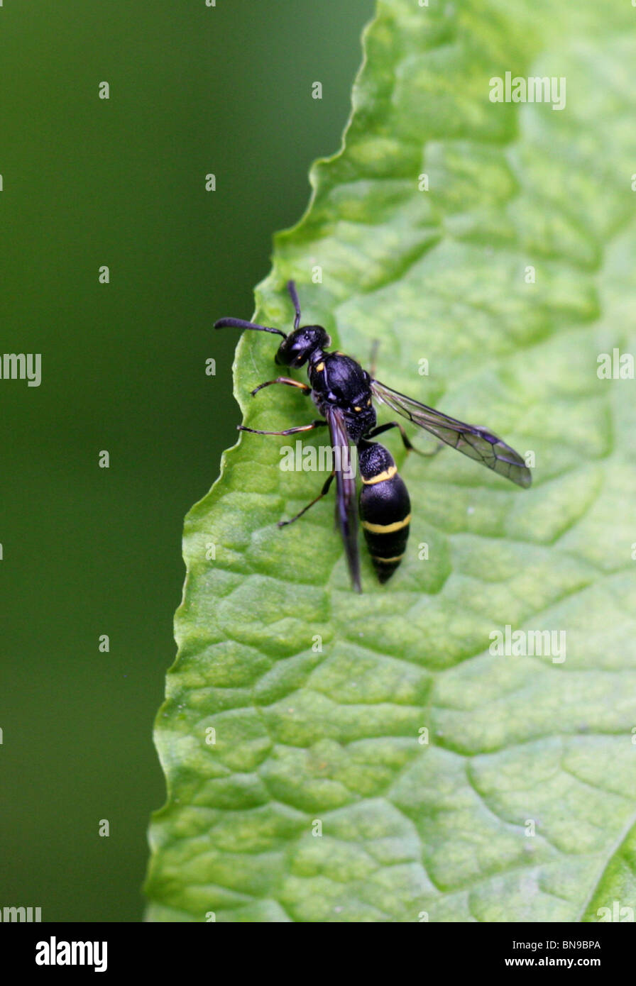 Field Digger Wasp, Argogorytes mystaceus, Sphecidae, Apoidea, Apocrita ...