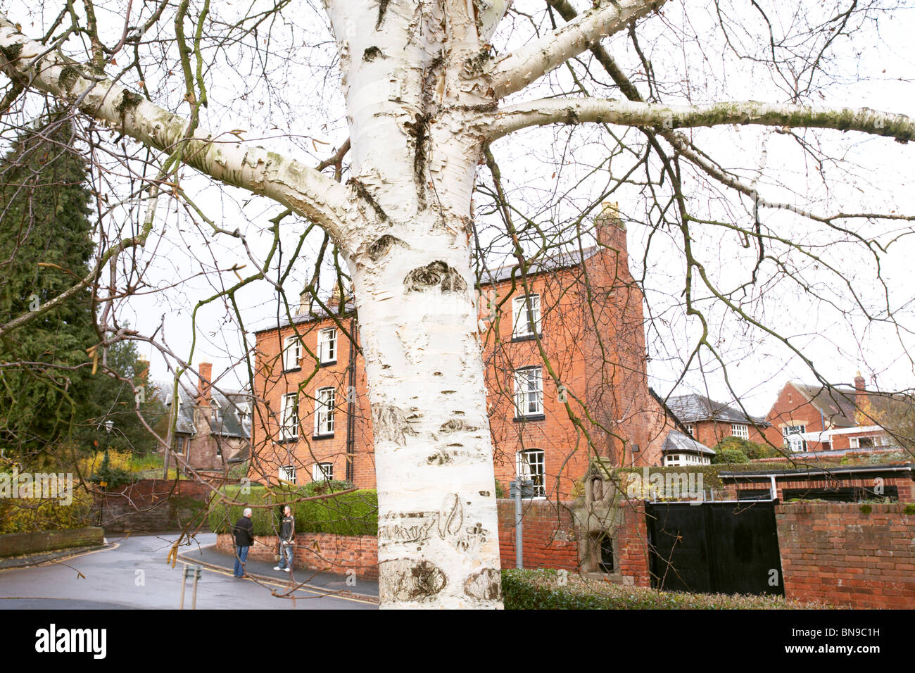 Mature birch tree hi-res stock photography and images - Alamy