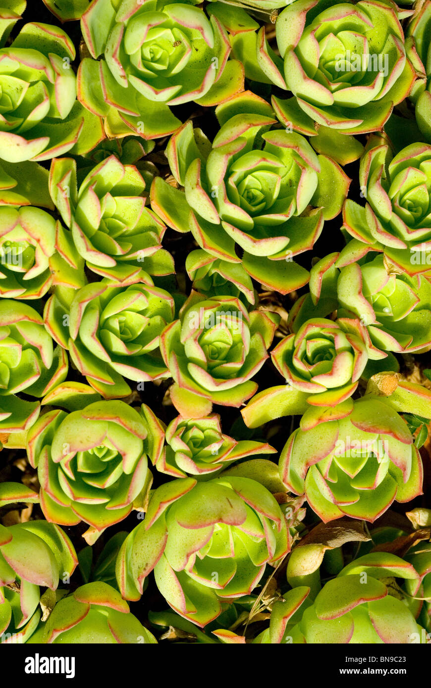 Cactus "Hen and Chicks Stock Photo - Alamy