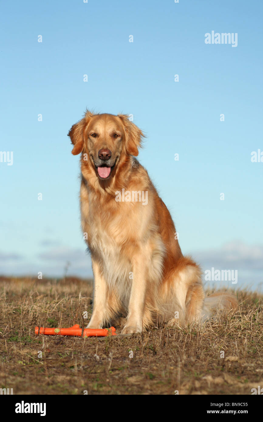 standing Golden Retriever Stock Photo - Alamy